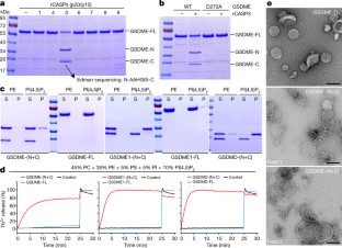 Chemotherapy drugs induce pyroptosis through caspase-3 cleavage of a ...