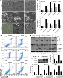 Chemotherapy drugs induce pyroptosis through caspase-3 cleavage of a ...