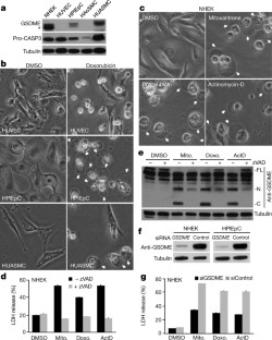 Chemotherapy drugs induce pyroptosis through caspase-3 cleavage of a ...