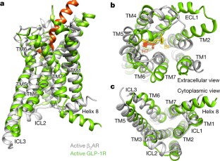 Cryo-EM structure of the activated GLP-1 receptor in complex with a G ...