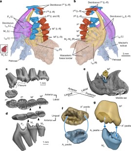 New evidence for mammaliaform ear evolution and feeding adaptation in a ...