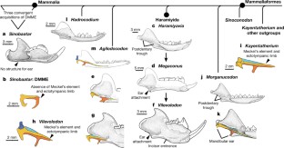 New evidence for mammaliaform ear evolution and feeding adaptation in a ...