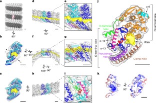 Structure and assembly of the Ebola virus nucleocapsid | Nature