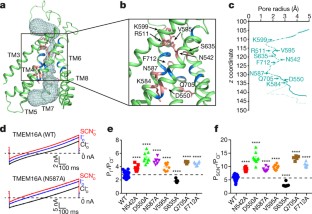 Cryo-EM structures of the TMEM16A calcium-activated chloride channel ...