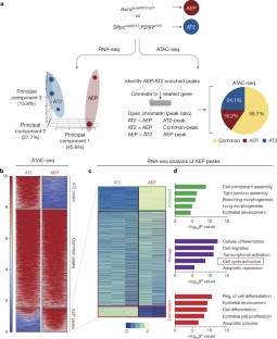 Regeneration of the lung alveolus by an evolutionarily conserved ...