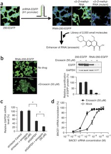 A small molecule enhances RNA interference and promotes microRNA ...