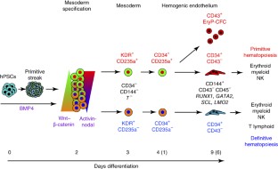Wnt signaling controls the specification of definitive and primitive ...