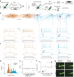 Electrophysiological, transcriptomic and morphologic profiling of ...