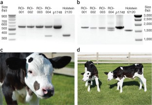 Production of hornless dairy cattle from genome-edited cell lines ...