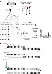 Large-scale detection of antigen-specific T cells using peptide-MHC-I multimers labeled with DNA ...