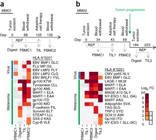 Large-scale detection of antigen-specific T cells using peptide-MHC-I multimers labeled with DNA ...