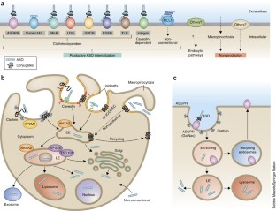 Cellular uptake and trafficking of antisense oligonucleotides | Nature ...