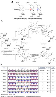 Control of phosphorothioate stereochemistry substantially increases the ...