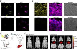Design of coiled-coil protein-origami cages that self-assemble in vitro ...