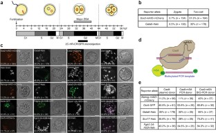 Efficient generation of targeted large insertions by microinjection ...