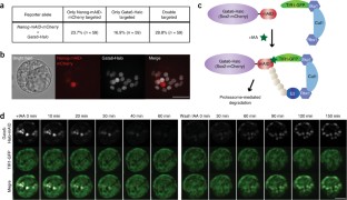 Efficient generation of targeted large insertions by microinjection ...