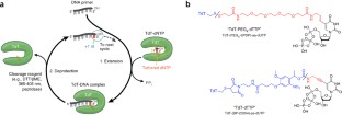 De novo DNA synthesis using polymerase-nucleotide conjugates | Nature ...