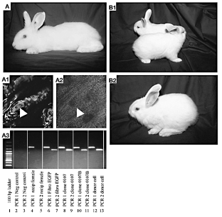 Cloned rabbits produced by nuclear transfer from adult somatic cells ...