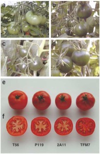 Fruit-specific RNAi-mediated suppression of DET1 enhances carotenoid ...