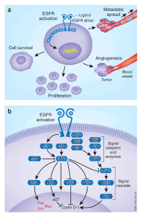 From XenoMouse technology to panitumumab, the first fully human ...