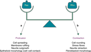 Rac signalling: a radical view | Nature Cell Biology