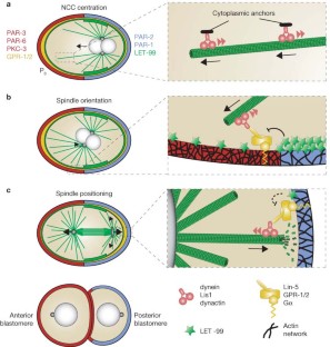 Spindle orientation during asymmetric cell division | Nature Cell Biology