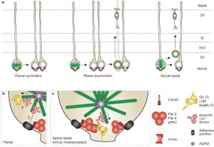 Spindle orientation during asymmetric cell division | Nature Cell Biology