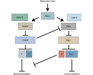 S-phase checkpoint controls mitosis via an APC-independent Cdc20p ...