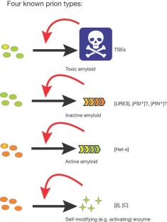 Prion domains: sequences, structures and interactions | Nature Cell Biology