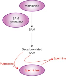 Spermidine surprise for a long life | Nature Cell Biology