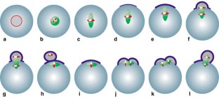 Polar body formation: new rules for asymmetric divisions | Nature Cell ...