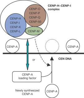 The CENP-H–I complex is required for the efficient incorporation of ...