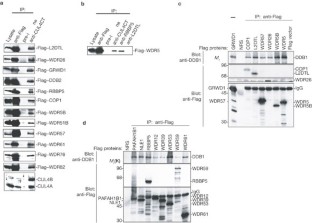 CUL4–DDB1 ubiquitin ligase interacts with multiple WD40-repeat proteins ...