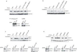 CUL4–DDB1 ubiquitin ligase interacts with multiple WD40-repeat proteins ...