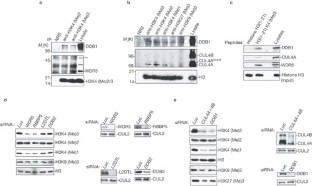 CUL4–DDB1 ubiquitin ligase interacts with multiple WD40-repeat proteins ...