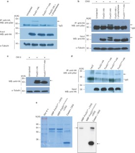 The neural progenitor-specifying activity of FoxG1 is antagonistically ...