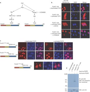 The neural progenitor-specifying activity of FoxG1 is antagonistically ...