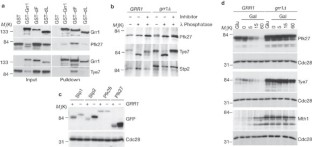 A proteomic screen reveals SCF Grr1 targets that regulate the ...