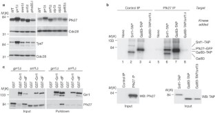 A proteomic screen reveals SCF Grr1 targets that regulate the ...