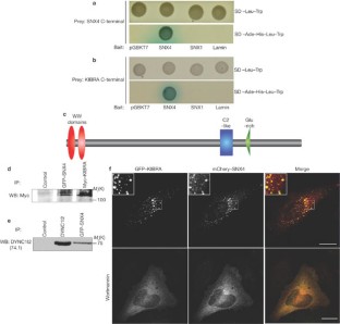 SNX4 coordinates endosomal sorting of TfnR with dynein-mediated ...