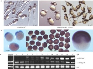 Osteogenic transcription factor Runx2 is a maternal determinant of dorsoventral patterning in ...