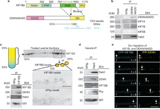 KIF1Bβ- and KIF1A-mediated axonal transport of presynaptic regulator ...