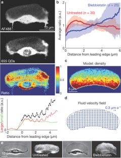 Intracellular fluid flow in rapidly moving cells | Nature Cell Biology