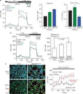 A novel EF-hand protein, CRACR2A, is a cytosolic Ca 2+ sensor that ...