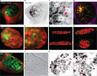 Dynamics of single mRNP nucleocytoplasmic transport and export through ...