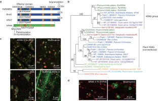 A membrane trafficking pathway regulated by the plant-specific RAB ...