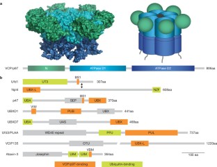 Emerging functions of the VCP/p97 AAA-ATPase in the ubiquitin system ...