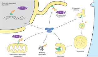Emerging functions of the VCP/p97 AAA-ATPase in the ubiquitin system ...