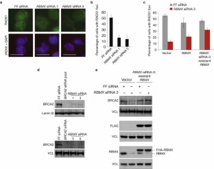A genome-wide homologous recombination screen identifies the RNA ...