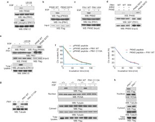 ERK1/2-dependent phosphorylation and nuclear translocation of PKM2 ...